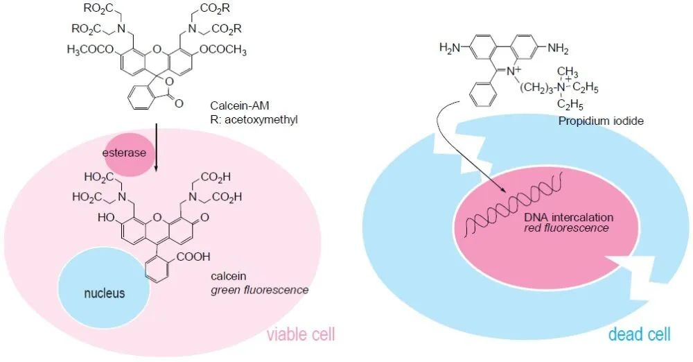 深圳市细胞治疗技术协会